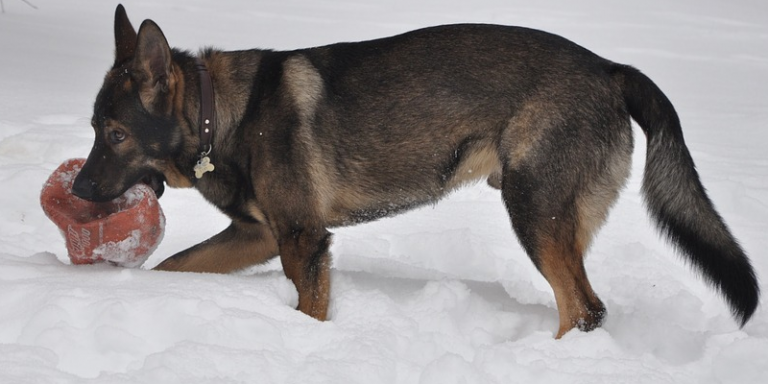 Frontpage - Dog Training Techniques